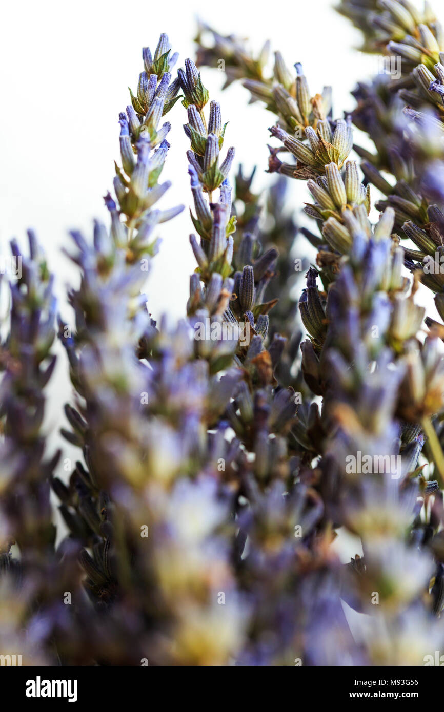 Purple dried lavender on display in natural light window Stock Photo ...