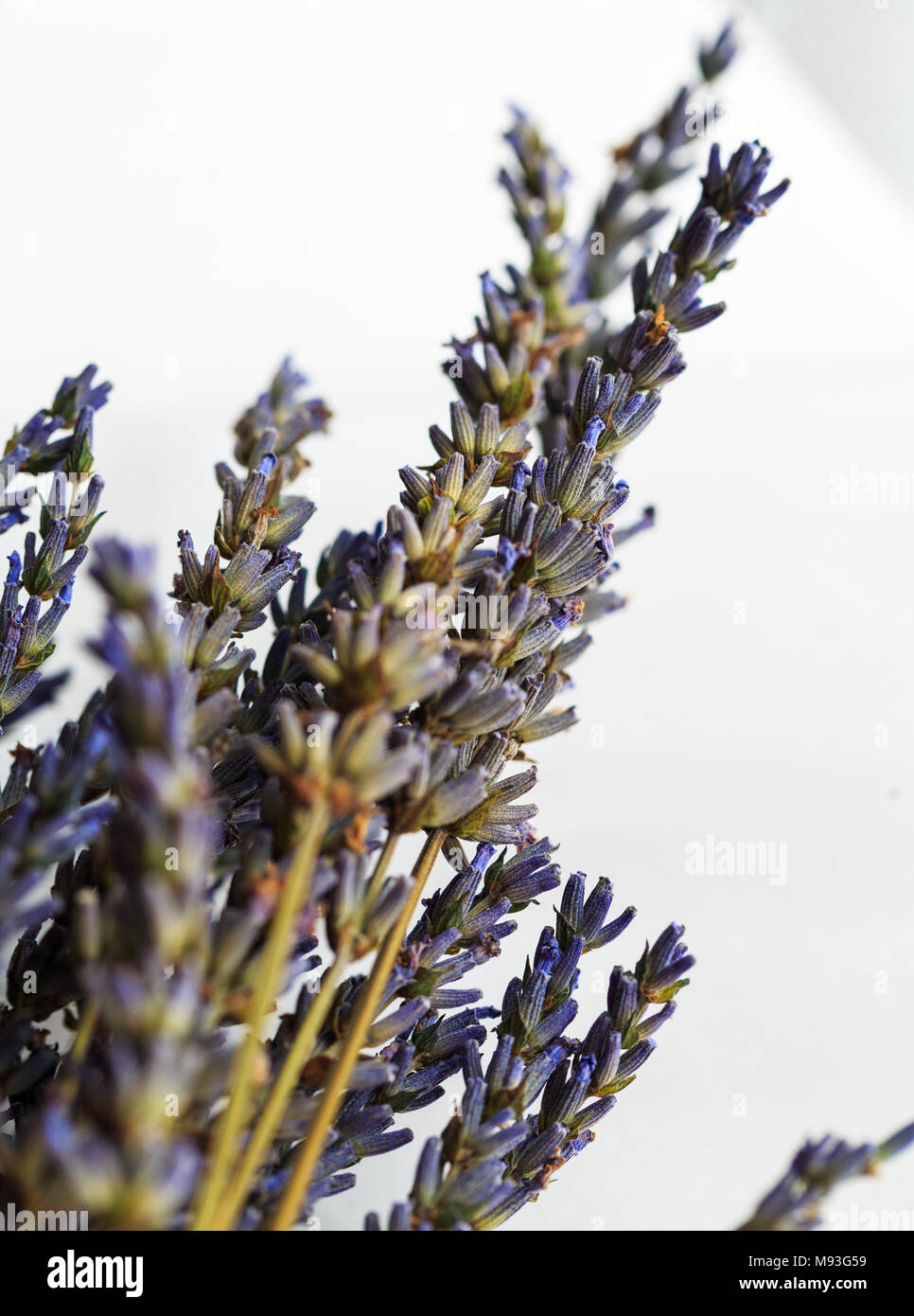 Purple dried lavender on display in natural light window Stock Photo ...