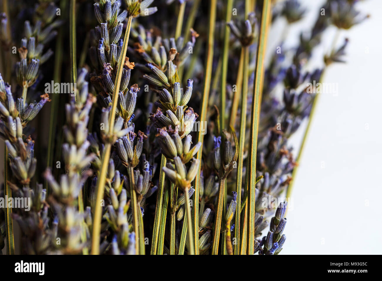 Purple dried lavender on display in natural light window Stock Photo ...