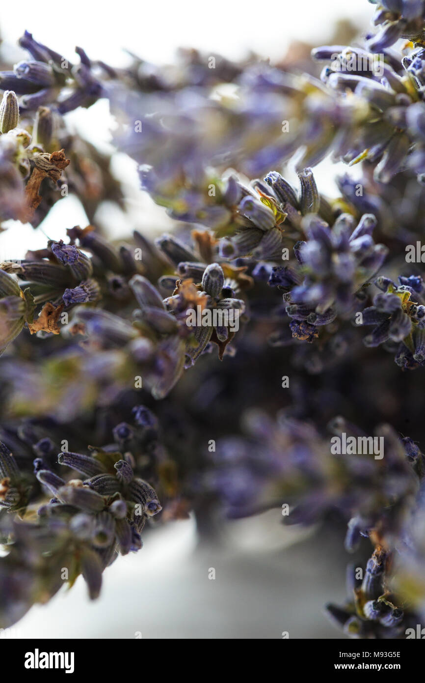 Purple dried lavender on display in natural light window Stock Photo ...