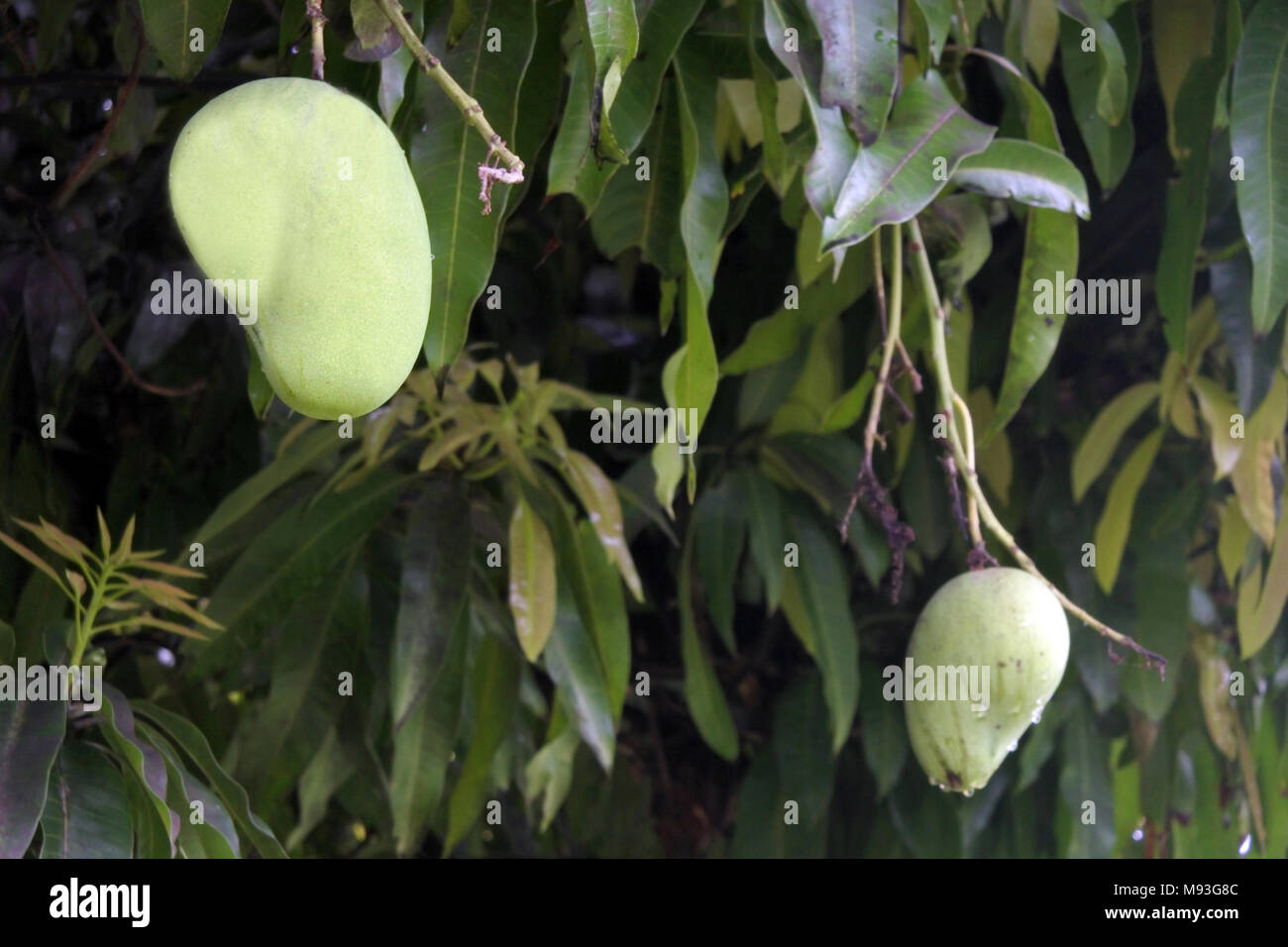 Tropical Fruit Rarotonga Cook Islands High Resolution Stock Photography ...