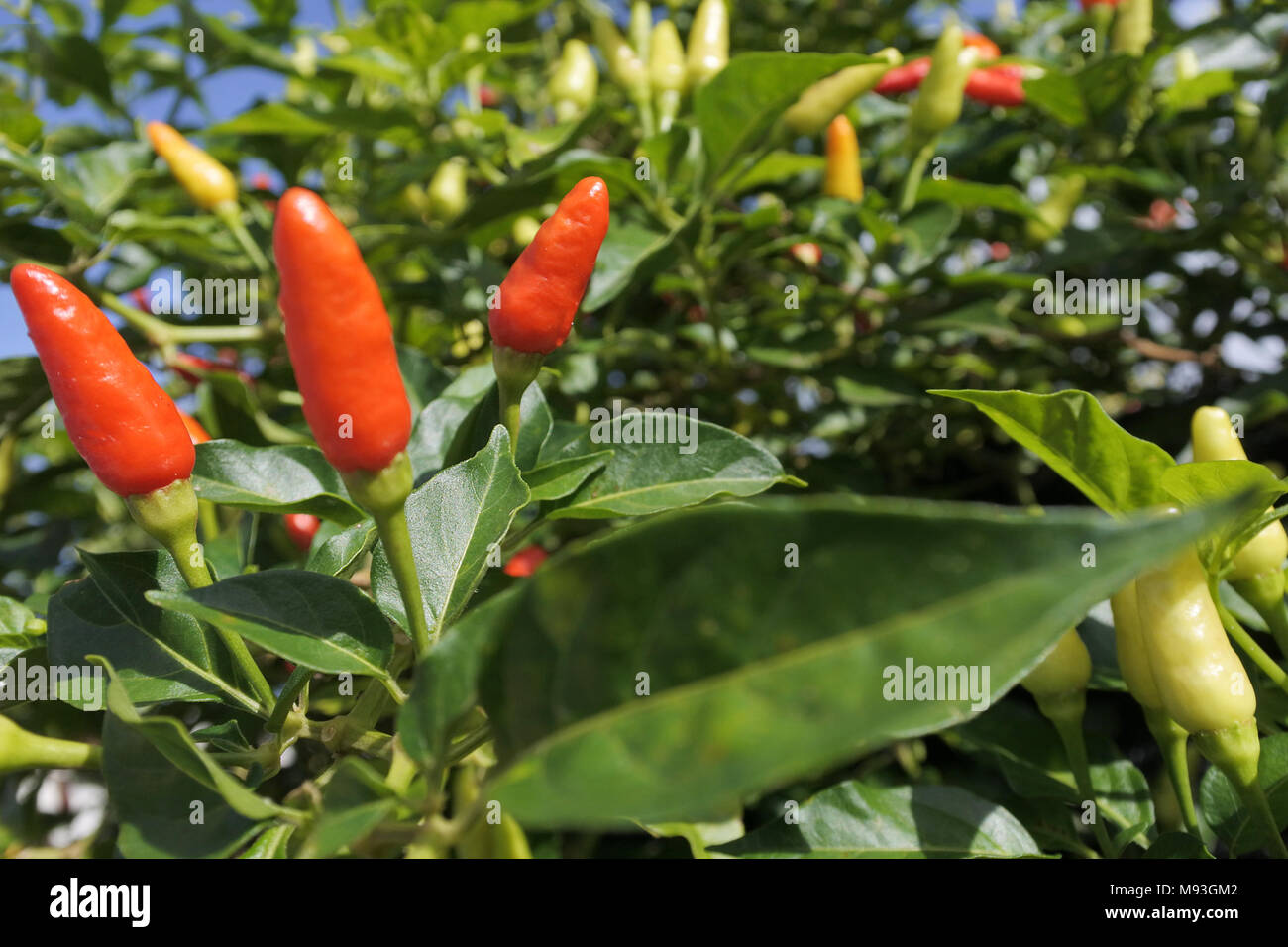 Cook Islands Birds High Resolution Stock Photography and Images - Alamy