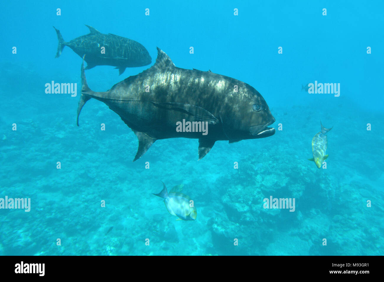 Giant Trevally Fish High Resolution Stock Photography and Images - Alamy