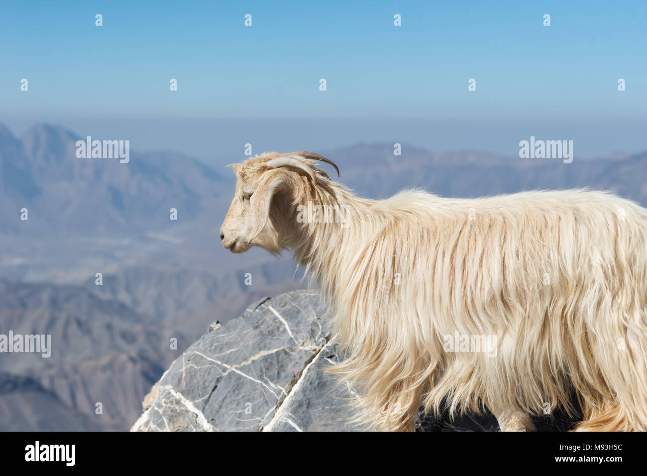 Oman national animal hi-res stock photography and images - Alamy