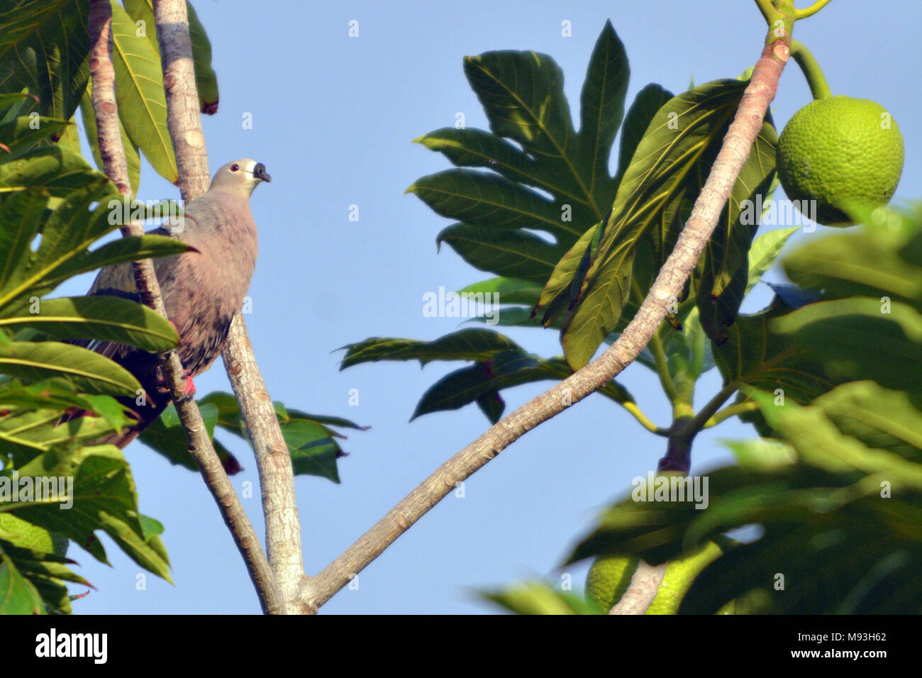 Ducula Pacifica Pacific Imperial Pigeon High Resolution Stock ...