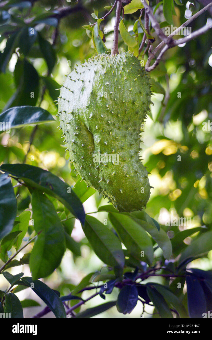 Tropical Fruit Rarotonga Cook Islands High Resolution Stock Photography ...