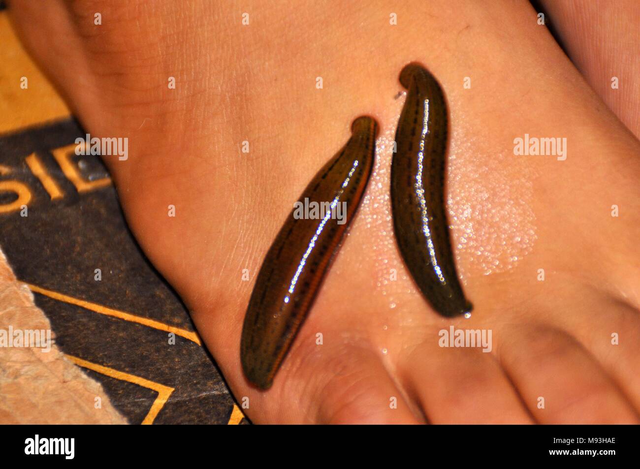 Indian Leech High Resolution Stock Photography and Images - Alamy