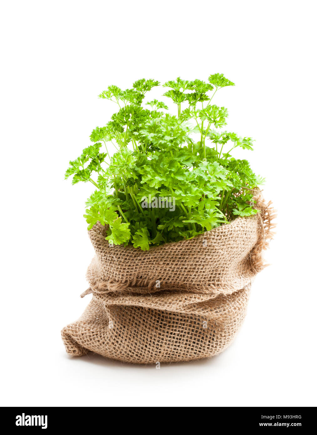 Curly parsley herbs in sackcloth bag isolated on white background Stock ...