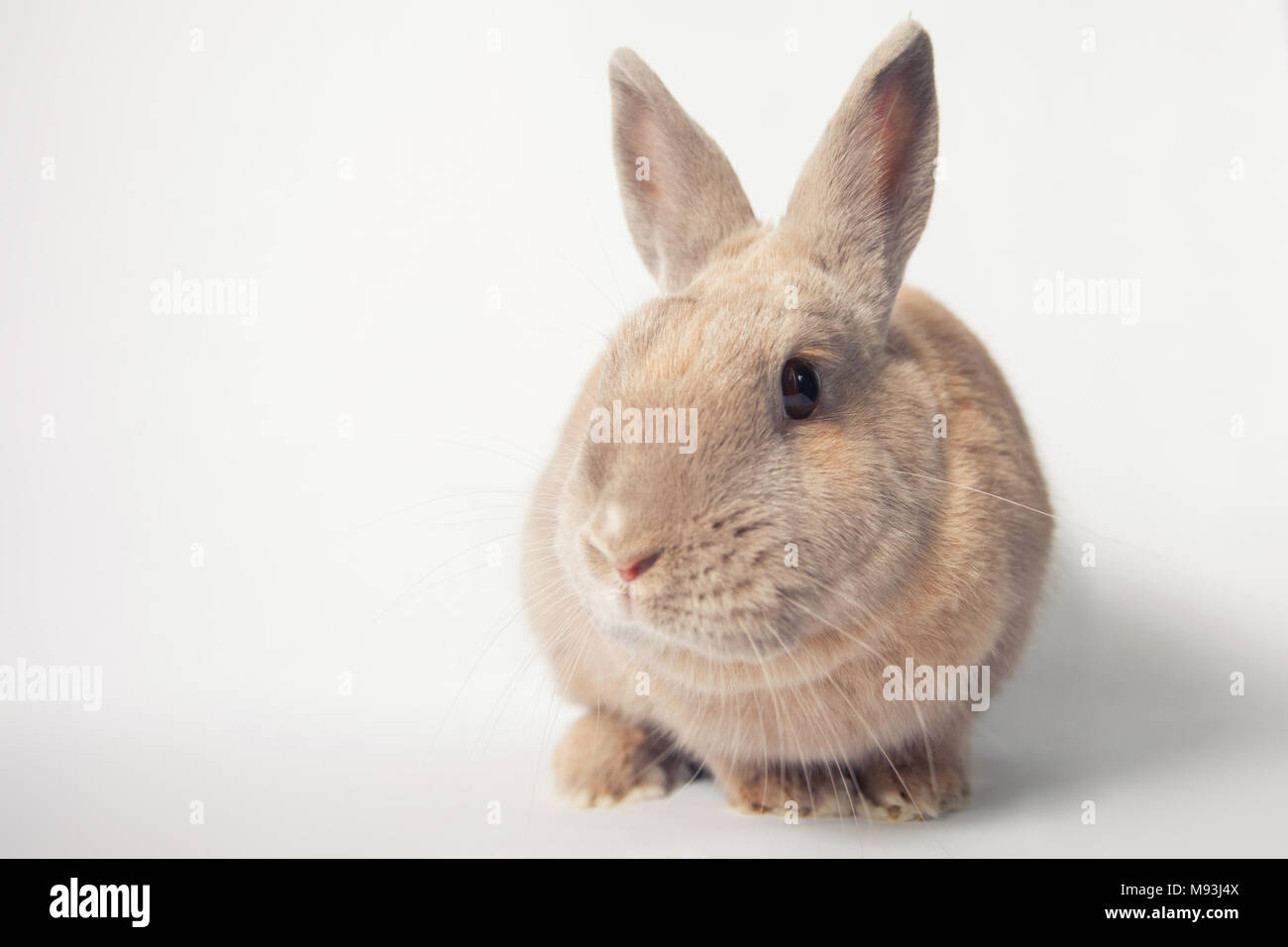 Suspicious kid hi-res stock photography and images - Alamy