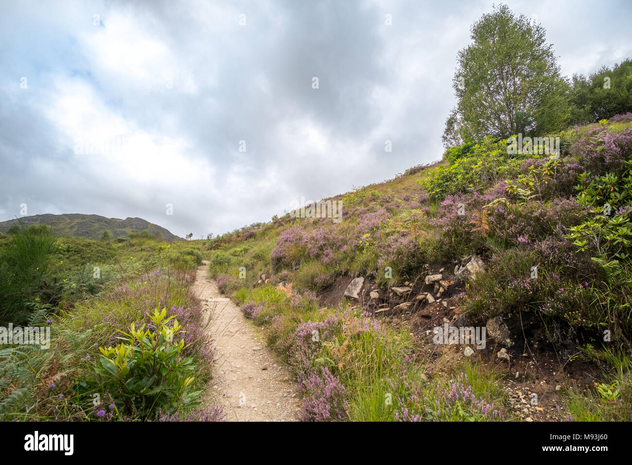 Scenic Landscape View of Mountain, Forest with path in Scottish ...