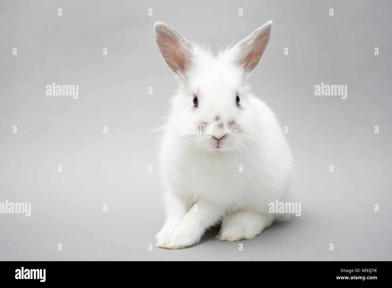 Cute white baby bunny rabbit on a seamless light background Stock Photo ...
