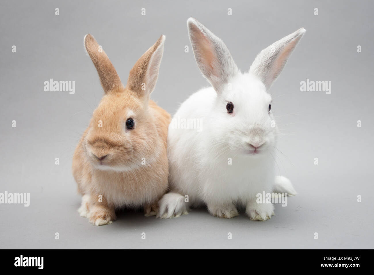 Two adorable little baby bunnies in a solid background gazing in Stock ...