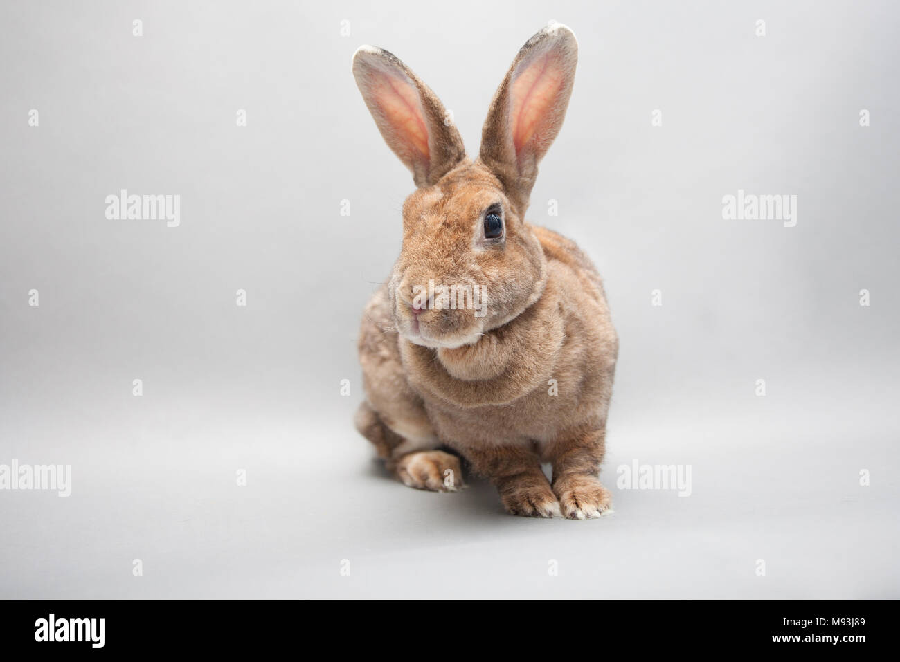 Curious bunny rabbit Stock Photo - Alamy