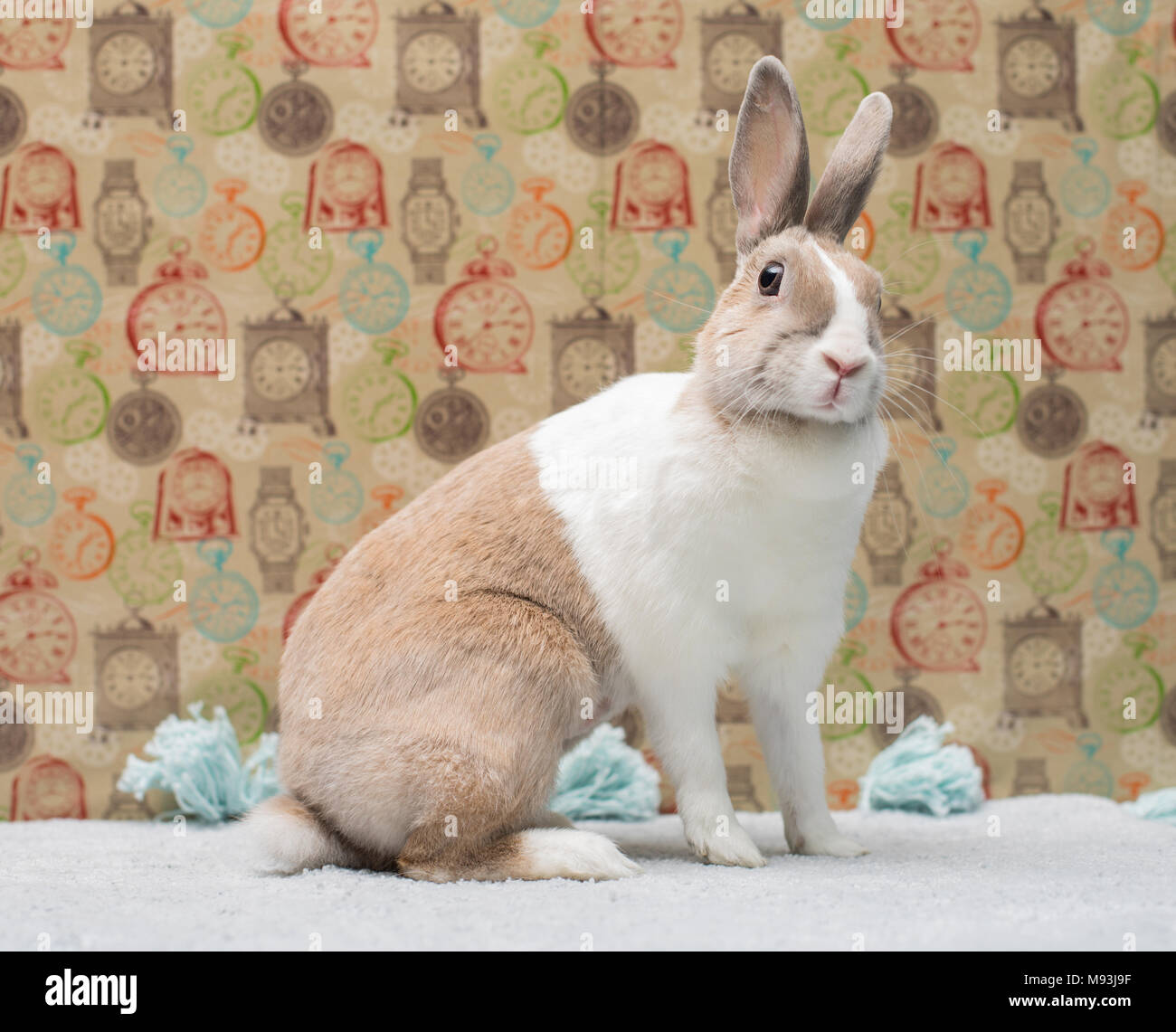 Rabbit head tilt hi-res stock photography and images - Alamy