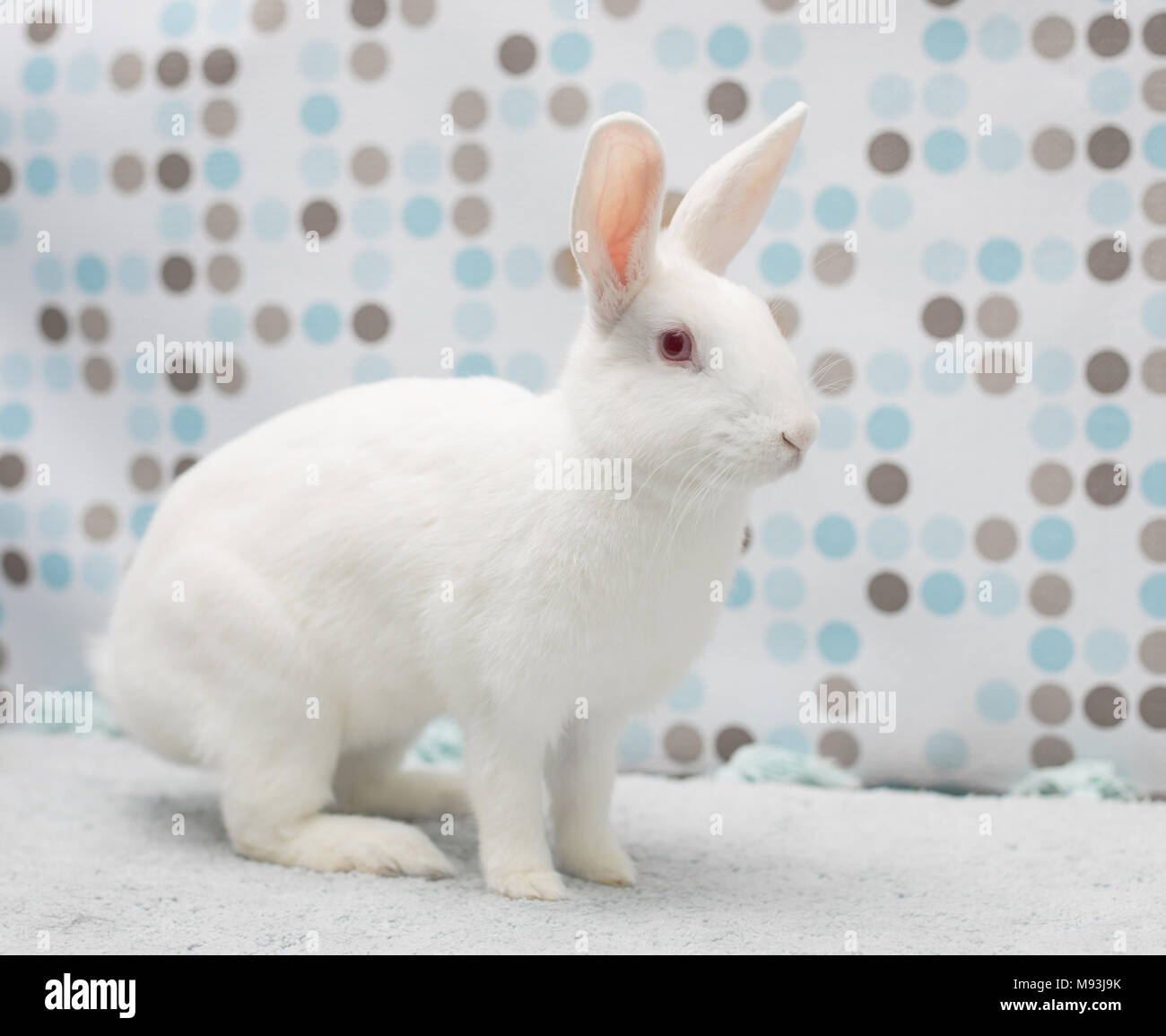 Cute little white Easter baby bunny at home in a fluffy rug Stock Photo ...