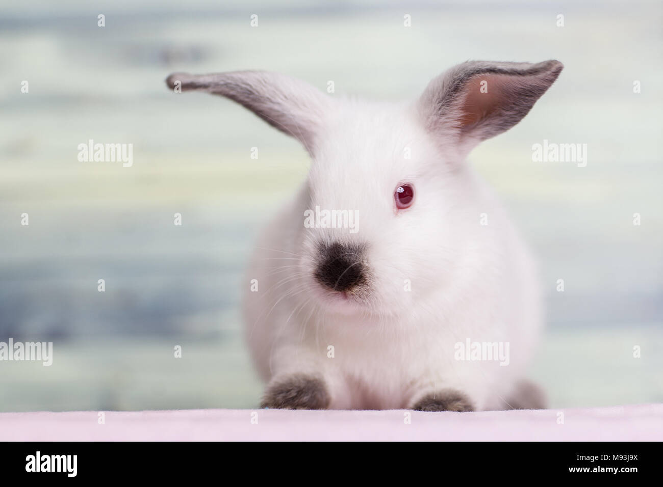 Adorable little bunny rabbit Stock Photo - Alamy