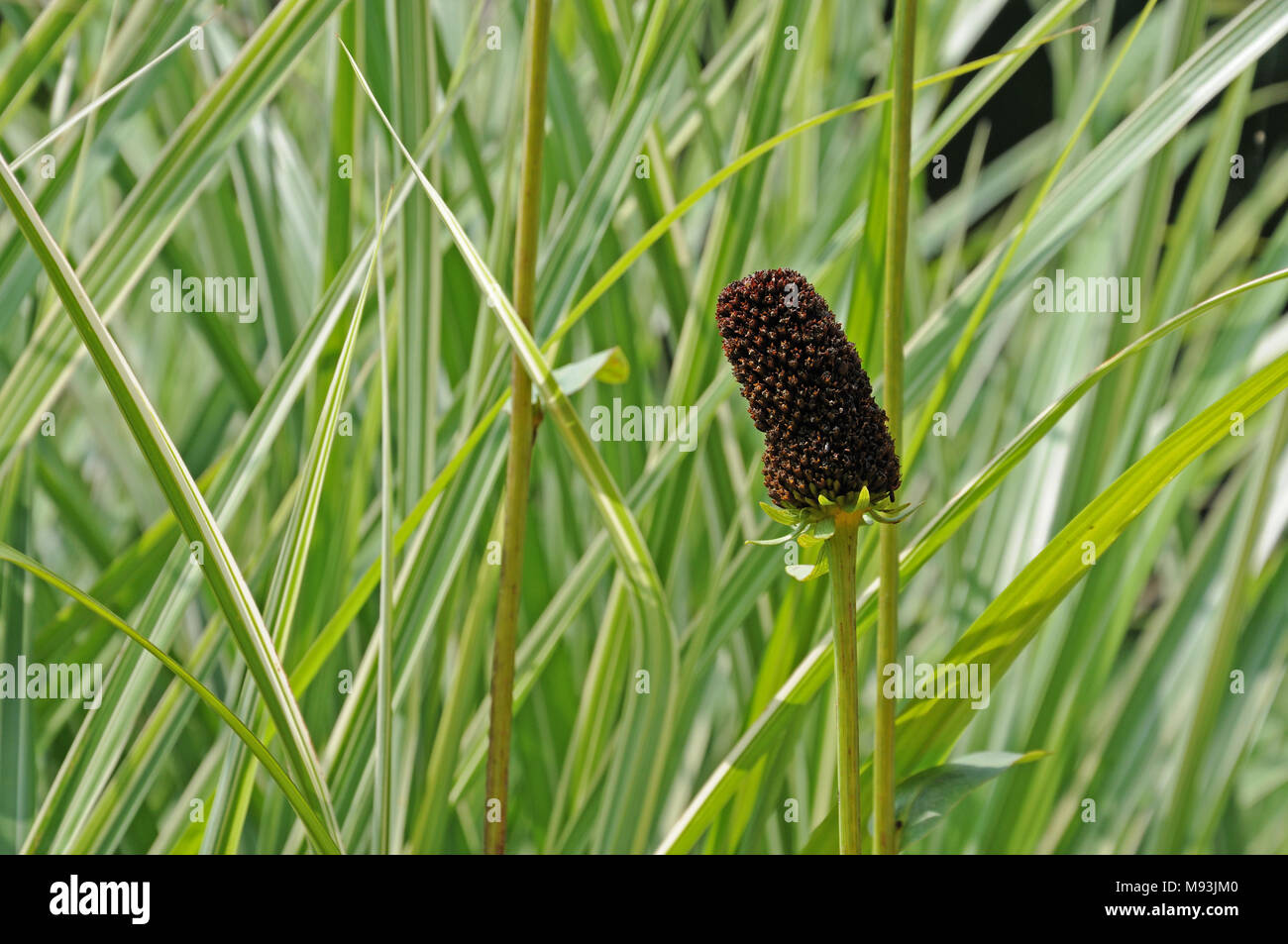 inflorescence of an ornamental grass Stock Photo - Alamy