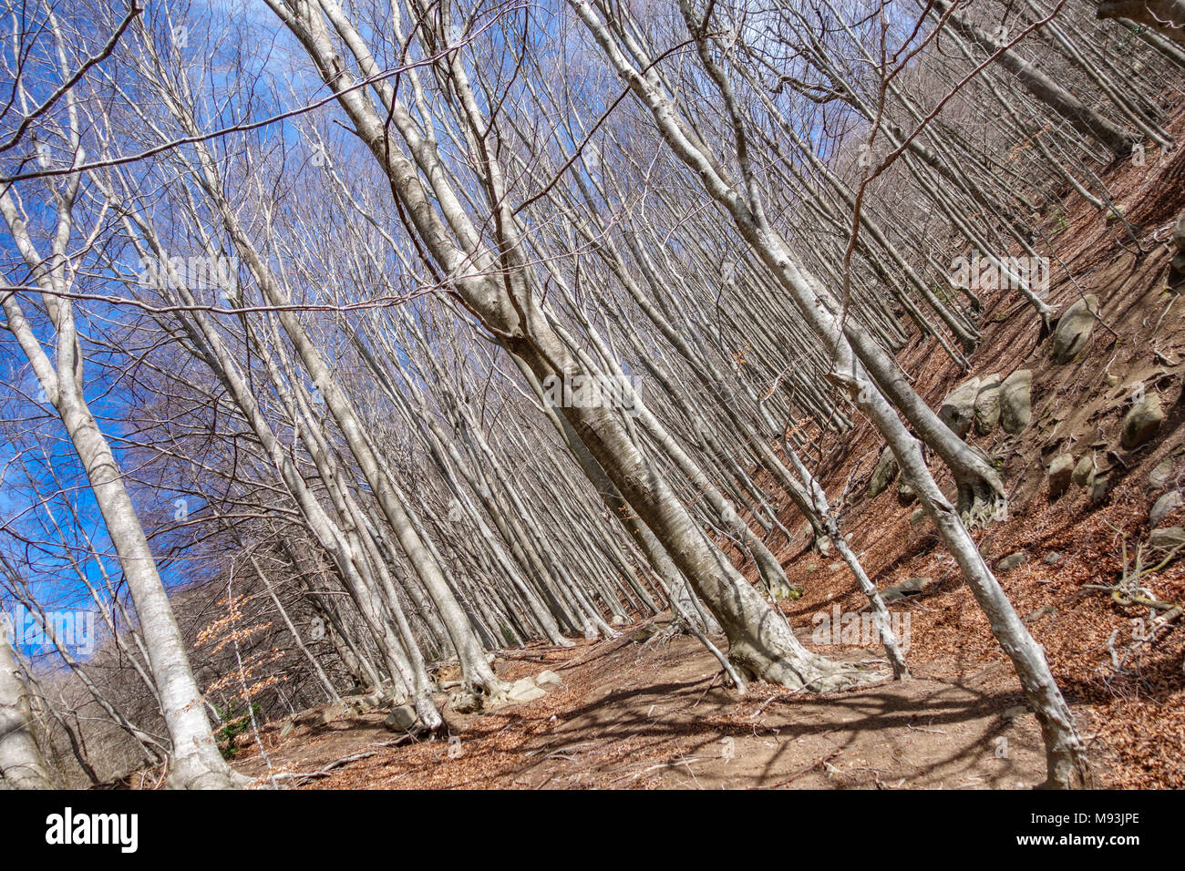 Cold woods hi-res stock photography and images - Alamy