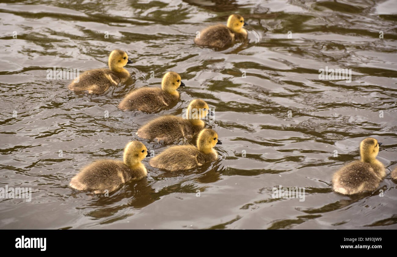 Life Cycle Of Geese High Resolution Stock Photography and Images - Alamy