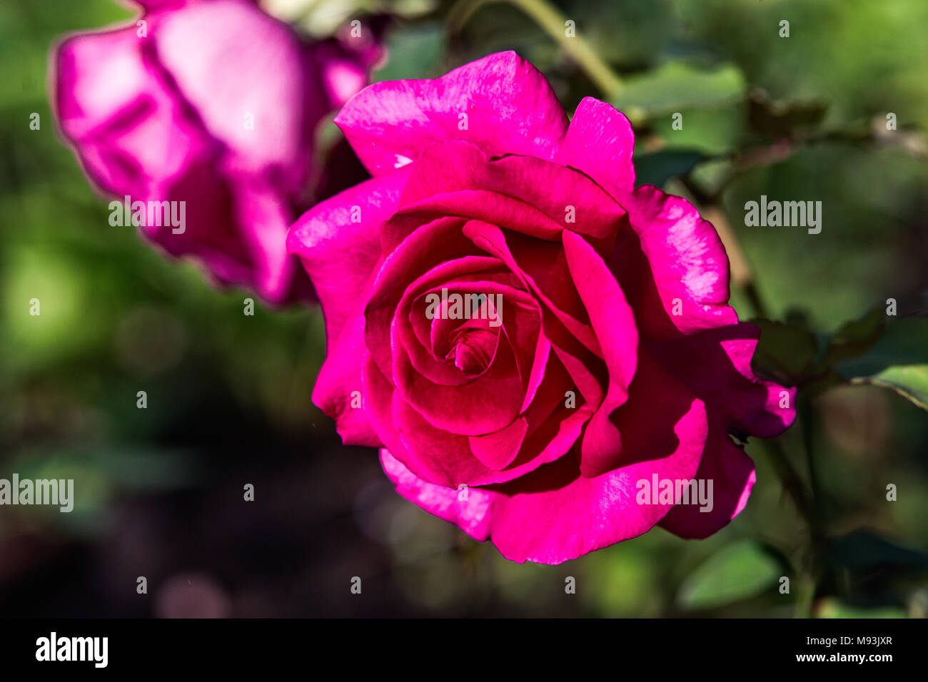 Dark pink rose hi-res stock photography and images - Alamy