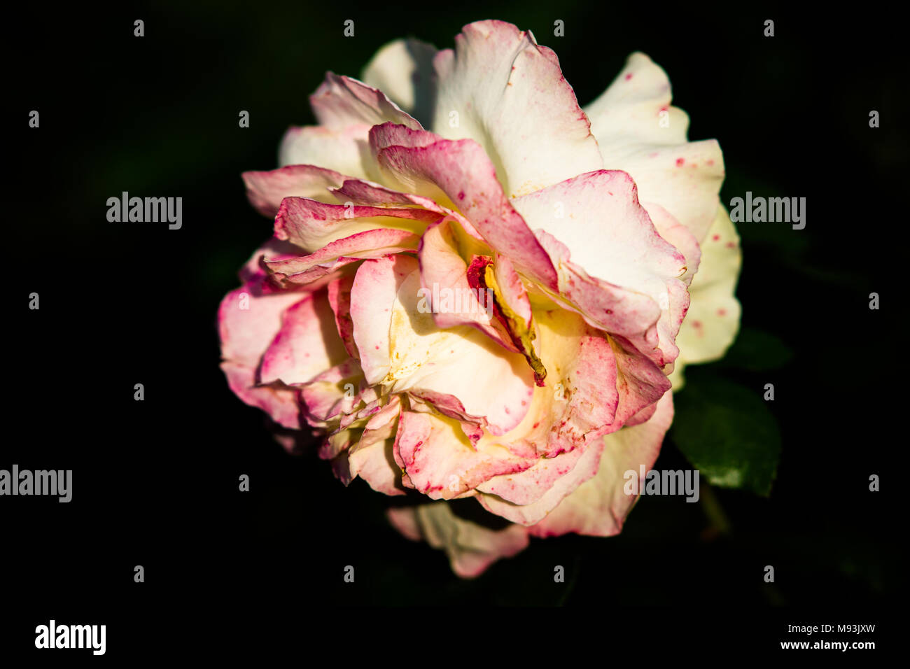Yellow rose with pink edges hi-res stock photography and images - Alamy