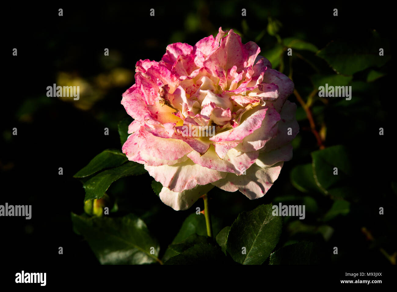 Yellow rose flower with pink spots and edges, dark background, low key ...
