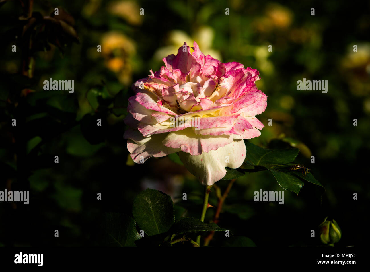 Side view of a sunlit yellow rose flower, pink edges, dark background ...