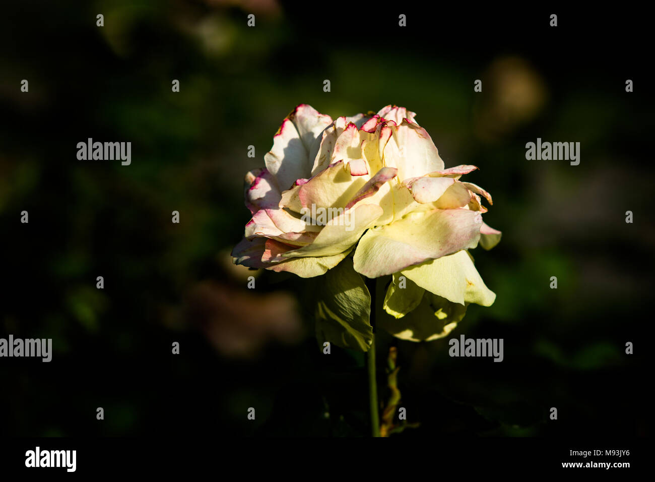 Yellow rose with pink edges hi-res stock photography and images - Alamy