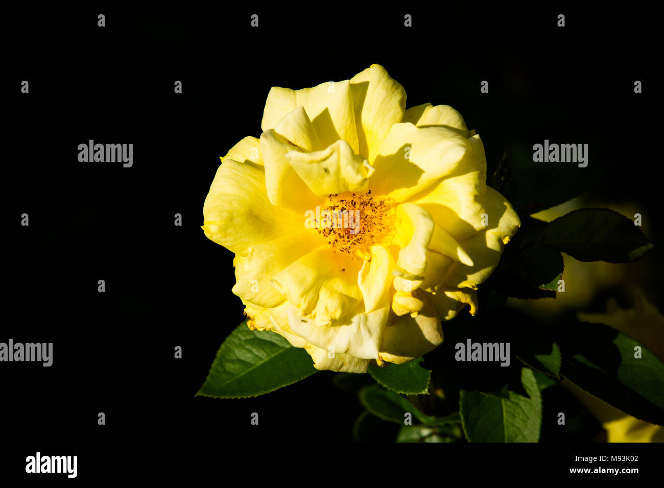 Yellow dog rose flower, dark green background. Low key photo Stock ...