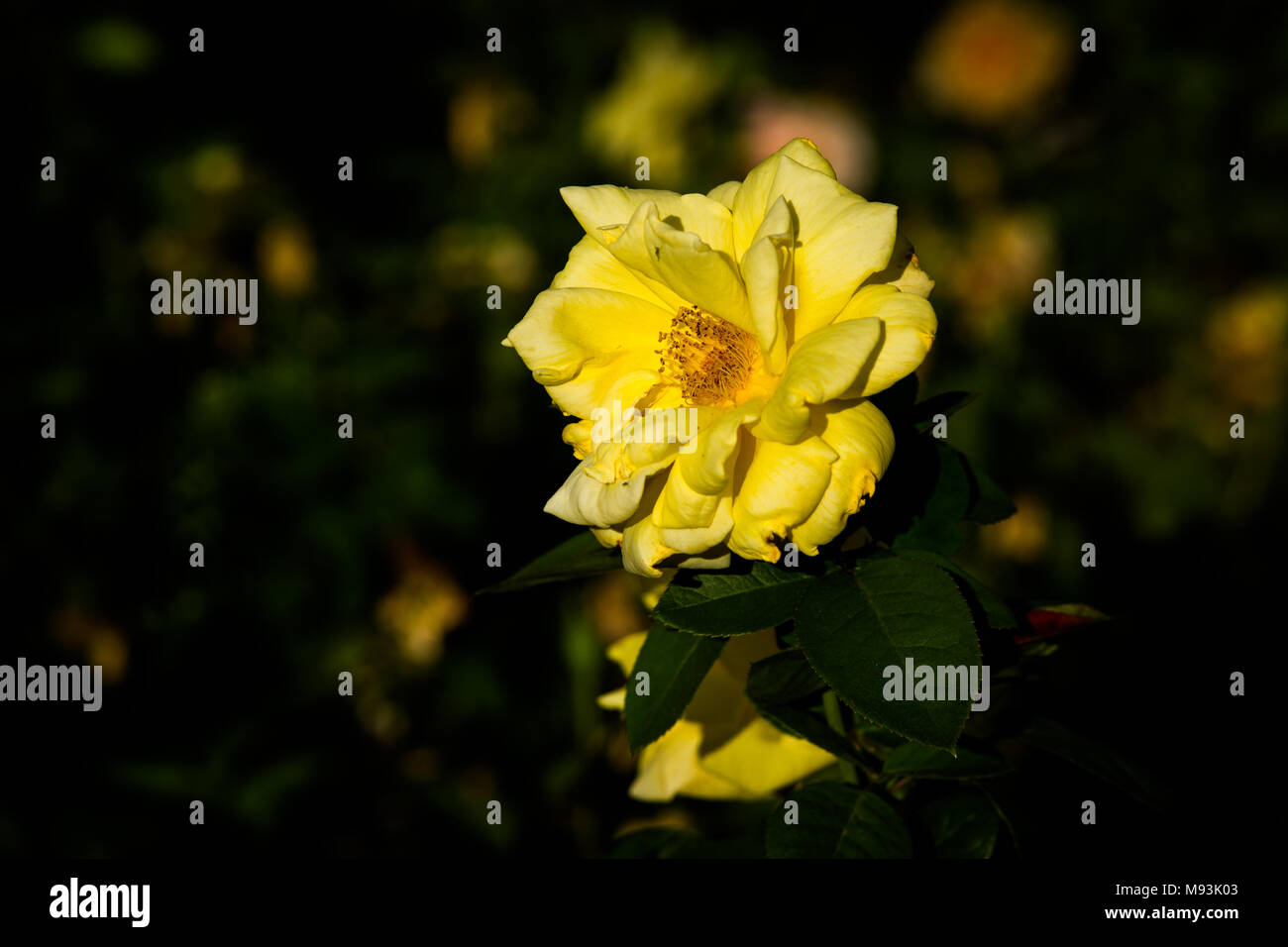 Low key flower hi-res stock photography and images - Alamy