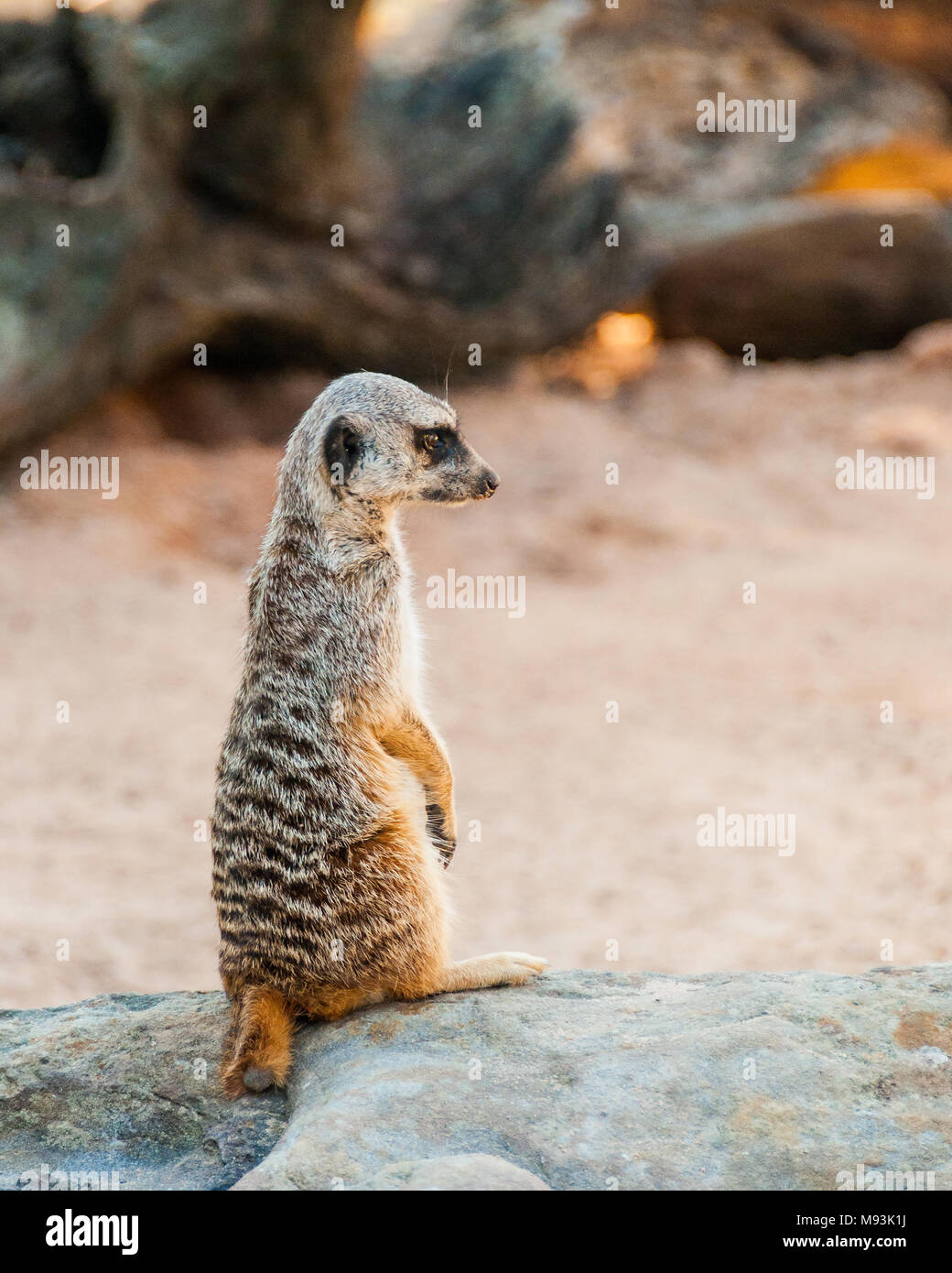 Surikate hi-res stock photography and images - Alamy