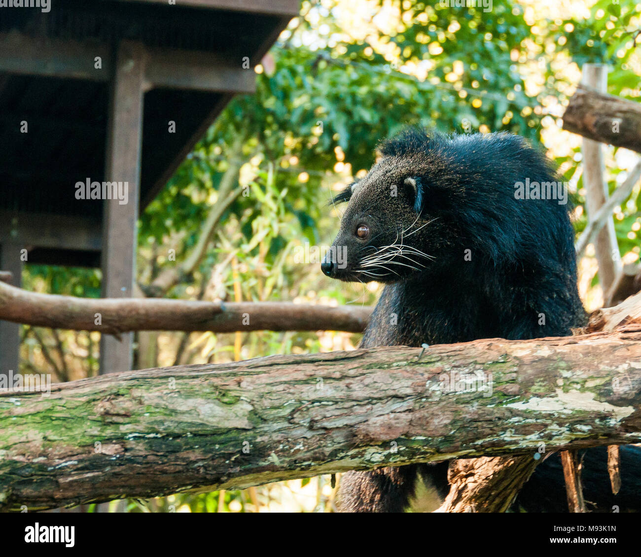Binturong asian bearcat palawan bearcat hi-res stock photography and ...