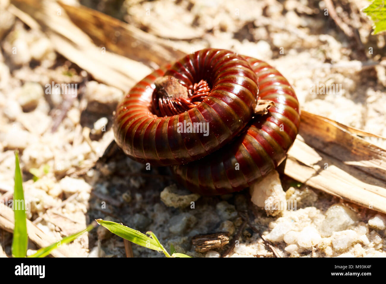millipede on ground Stock Photo - Alamy