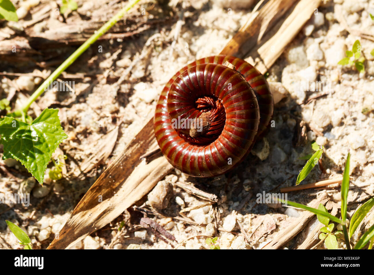 millipede on ground Stock Photo - Alamy
