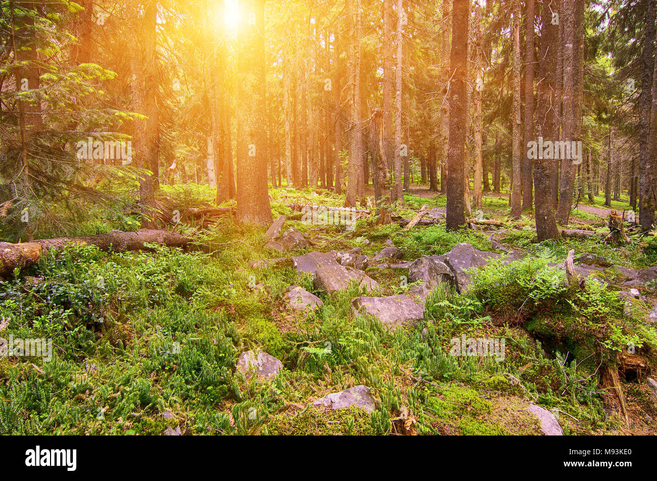 North scandinavian forest Stock Photo - Alamy