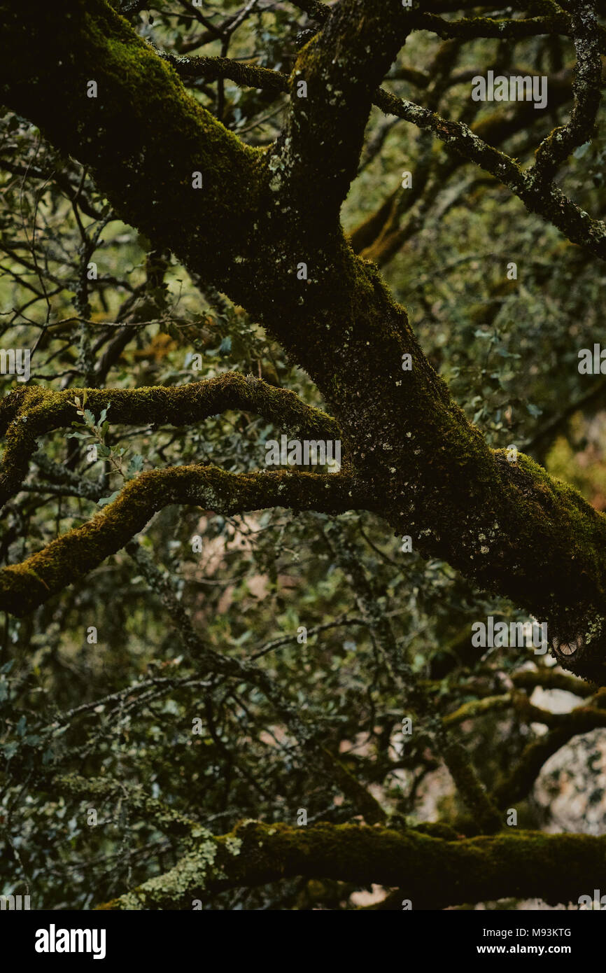 Dark lichen hi-res stock photography and images - Alamy