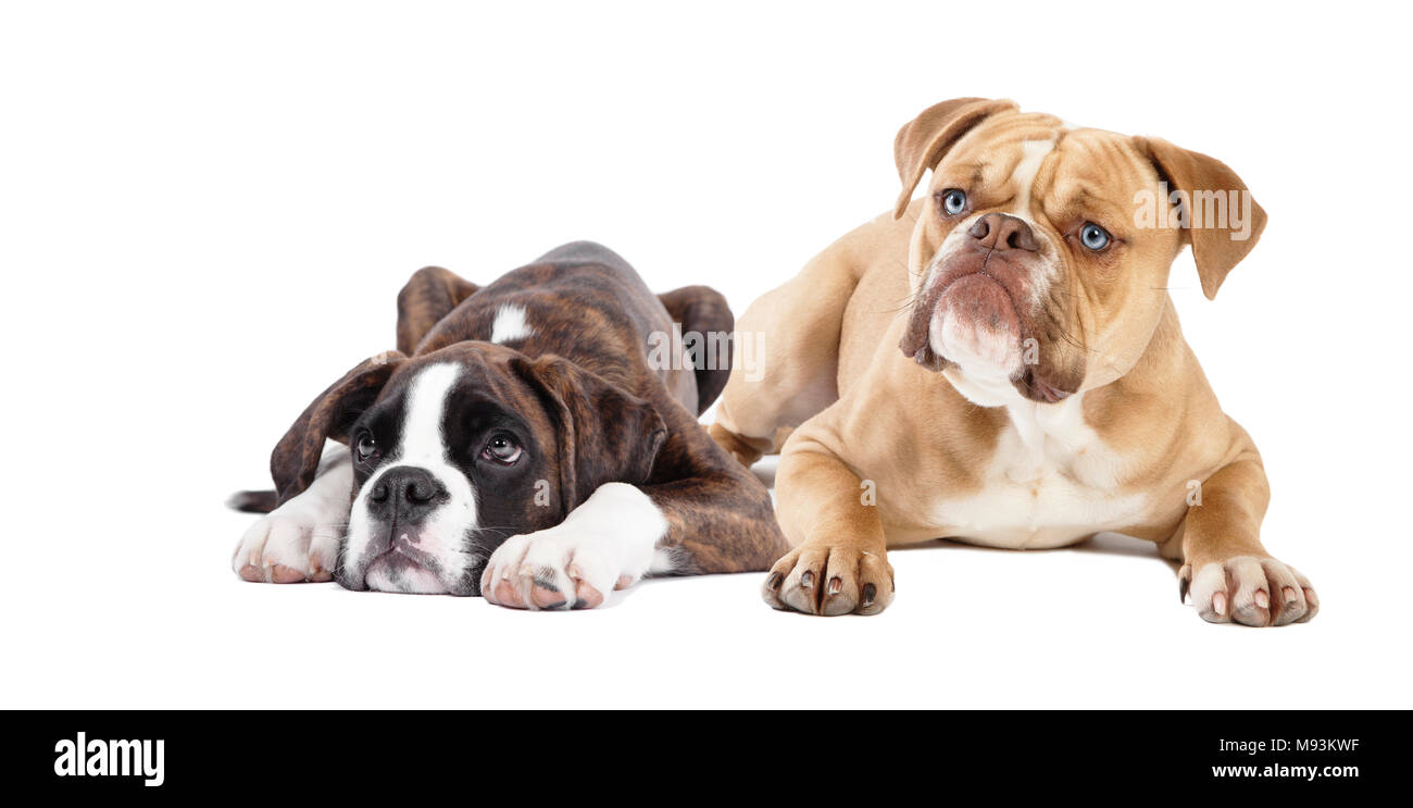 English Bulldog Boxer Puppies