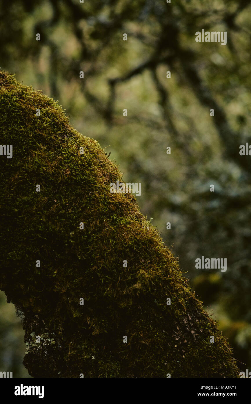 Dark moss and lichen covered trees and branches Stock Photo - Alamy