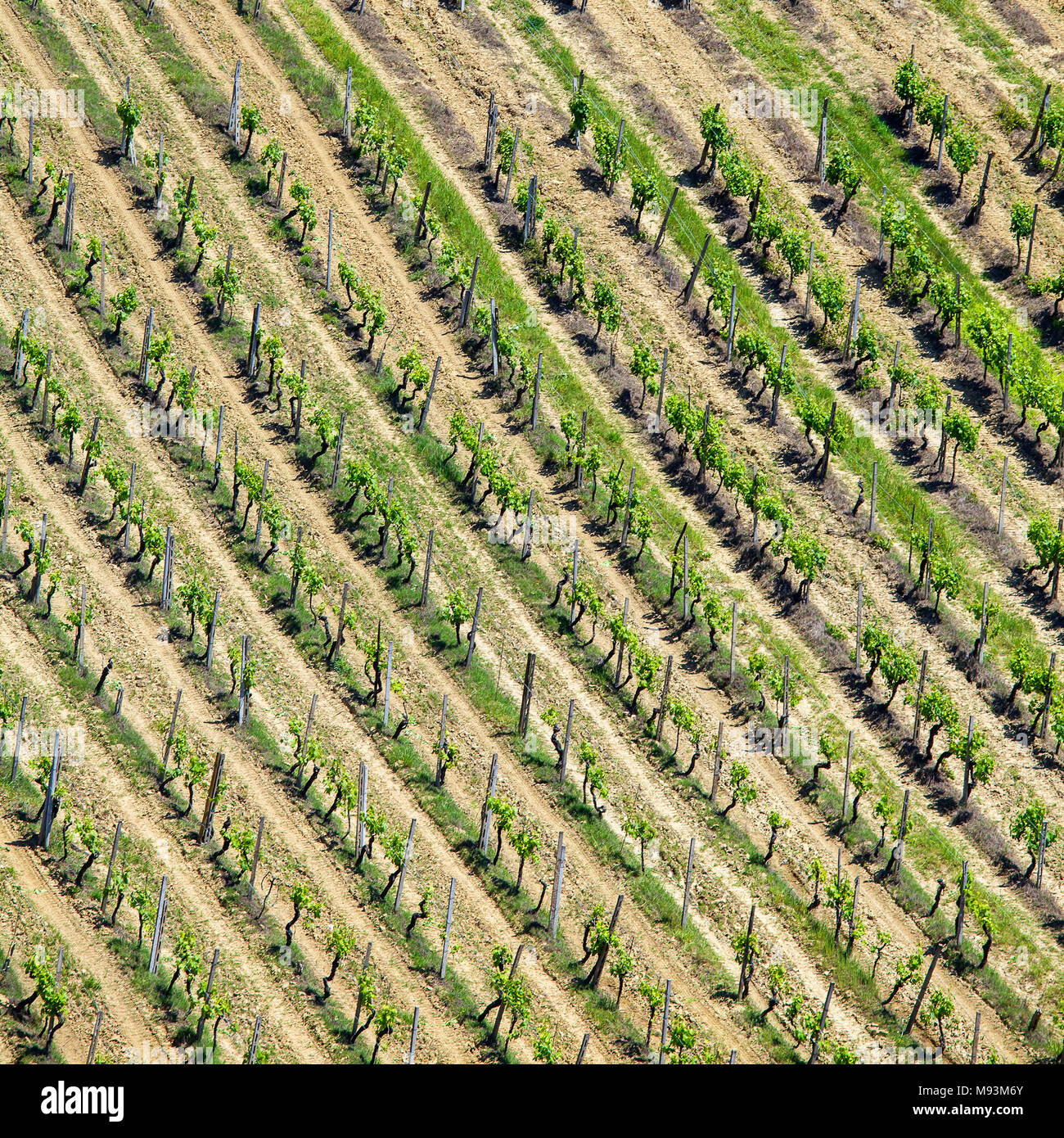 Vineyard birds hi-res stock photography and images - Alamy