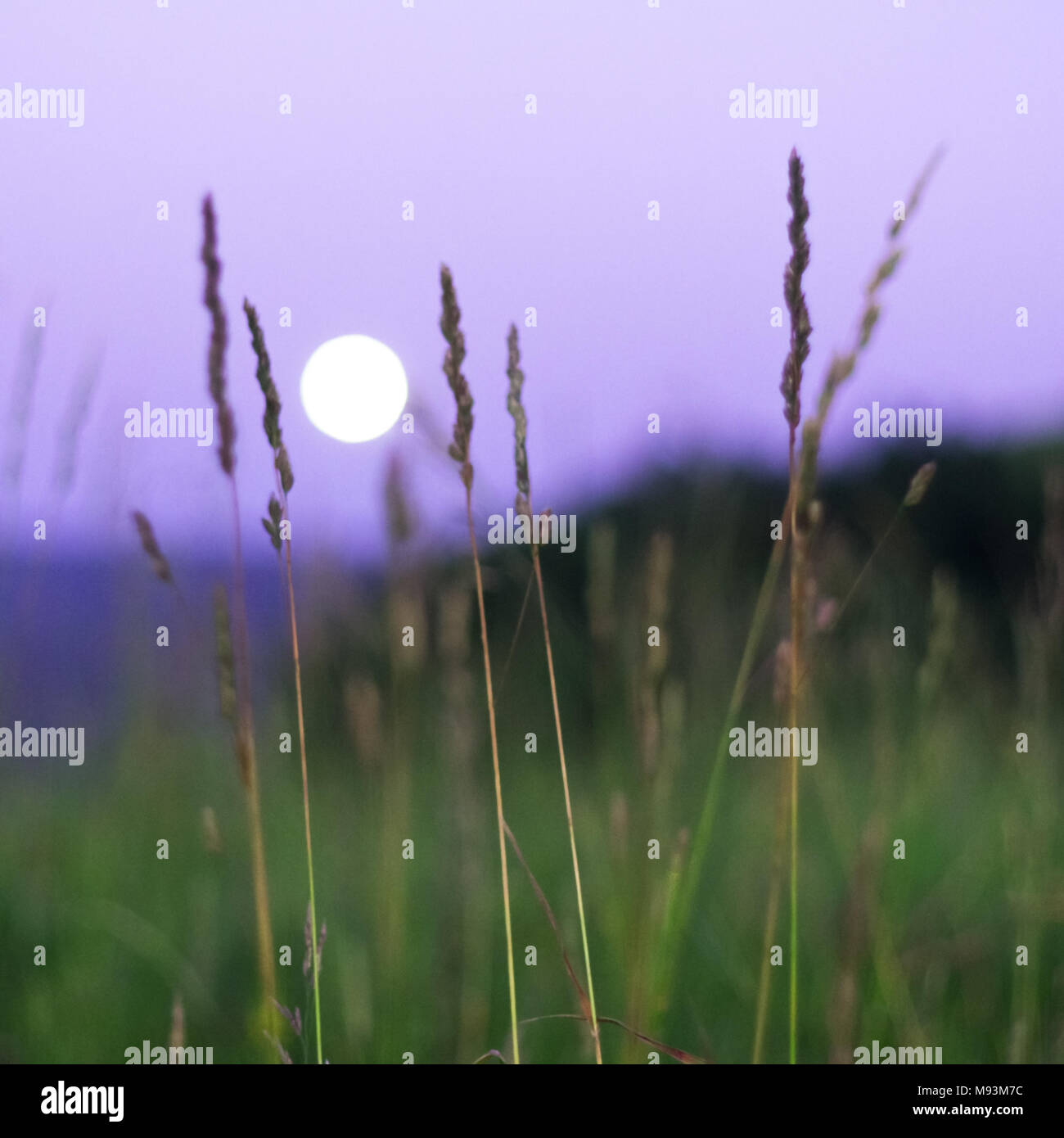 Grass dark night background hi-res stock photography and images - Alamy