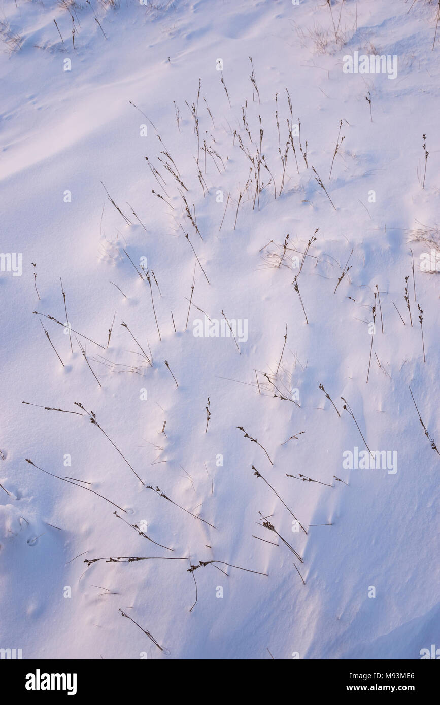 Grass poking through snow hi-res stock photography and images - Alamy