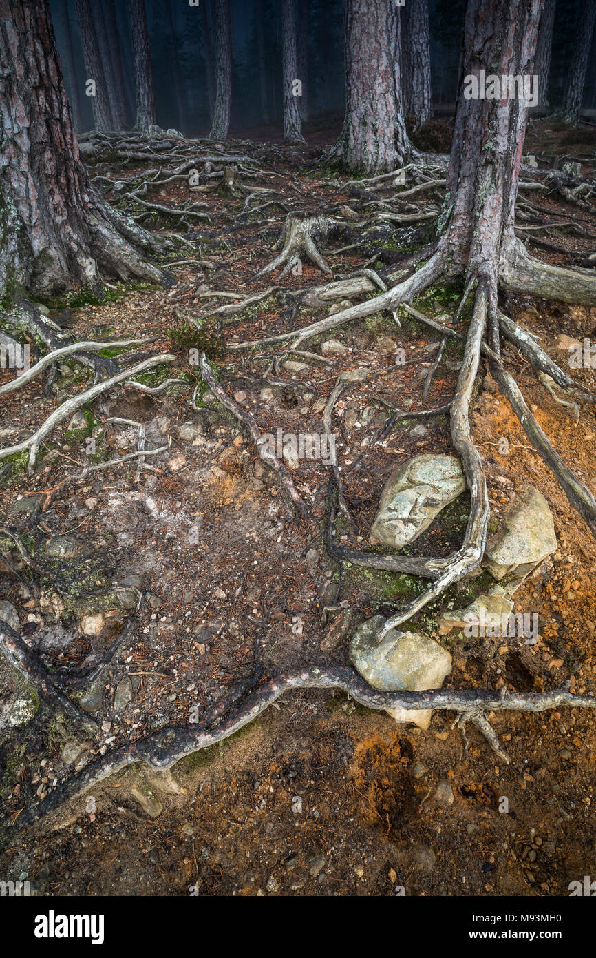 The roots of pine trees hi-res stock photography and images - Alamy