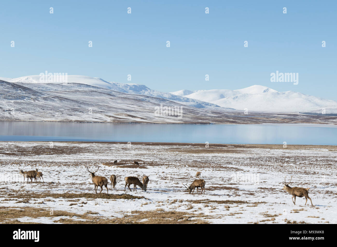 Deer in the landscape hi-res stock photography and images - Alamy