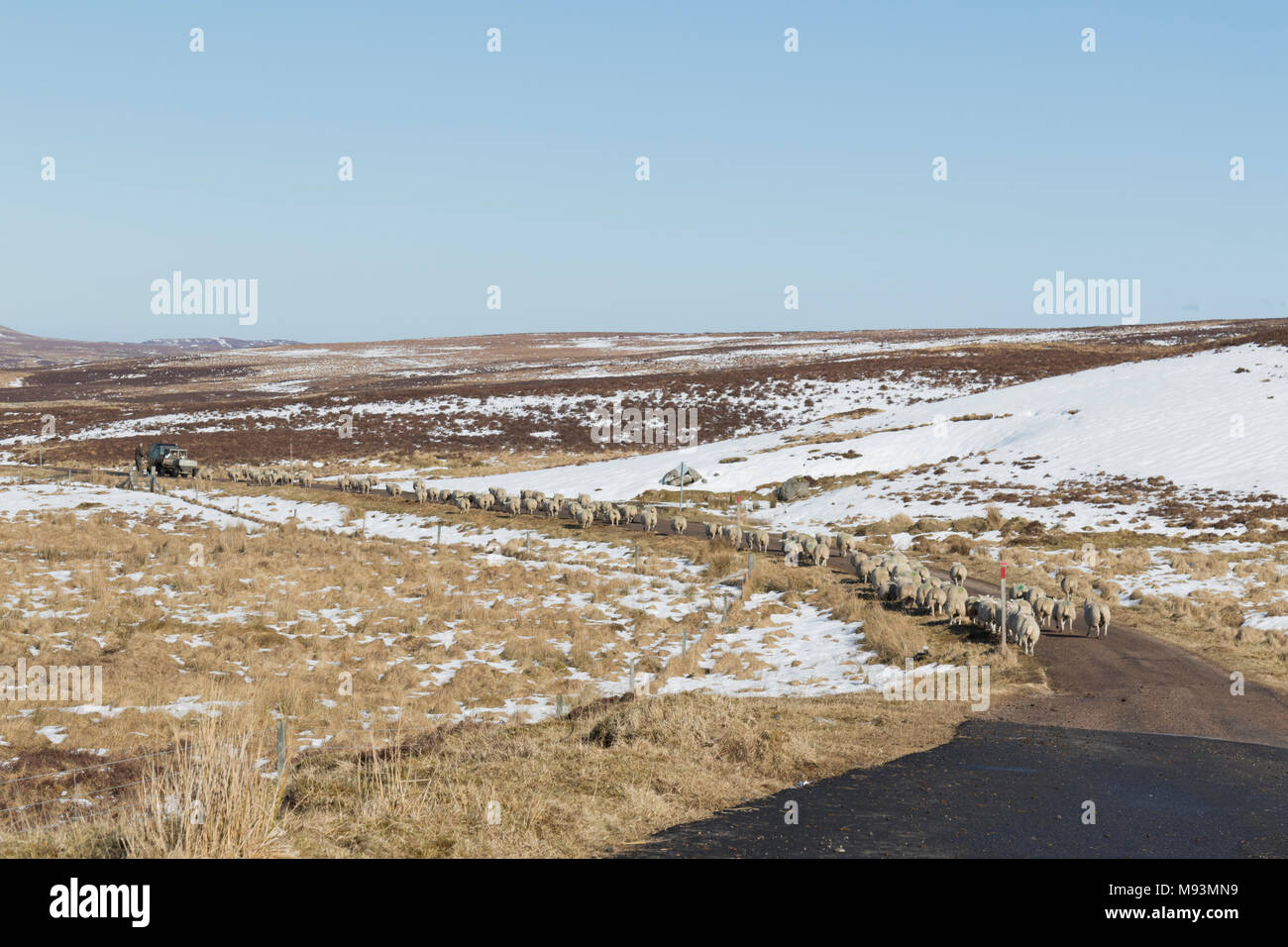 Scotland farmer sheep hi-res stock photography and images - Alamy