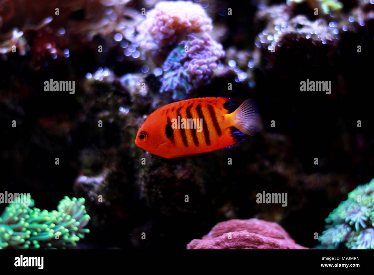 Flame angel fish hi-res stock photography and images - Alamy