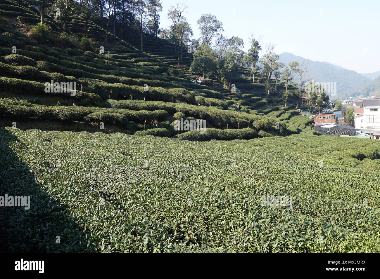 Longjing tea plantation hangzhou hi-res stock photography and images ...