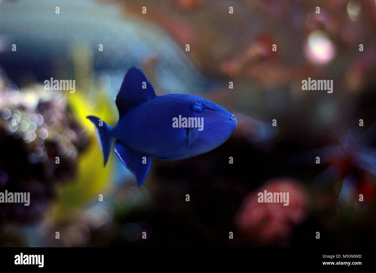 Niger Triggerfish (Odonus niger Stock Photo - Alamy