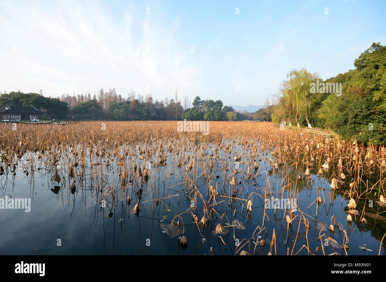 Dead Lotuses High Resolution Stock Photography and Images - Alamy