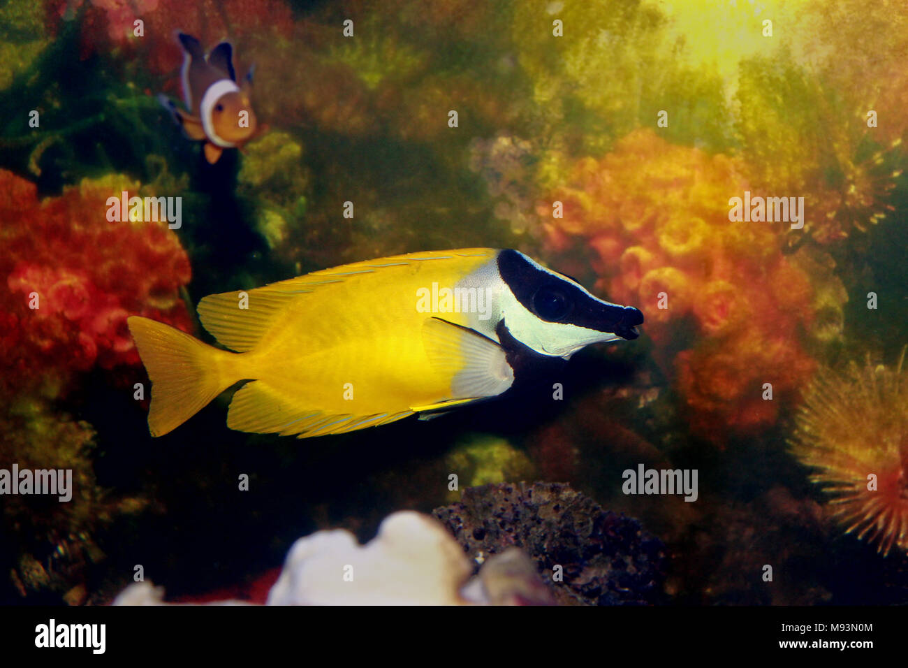 Rabbit fish hi-res stock photography and images - Alamy