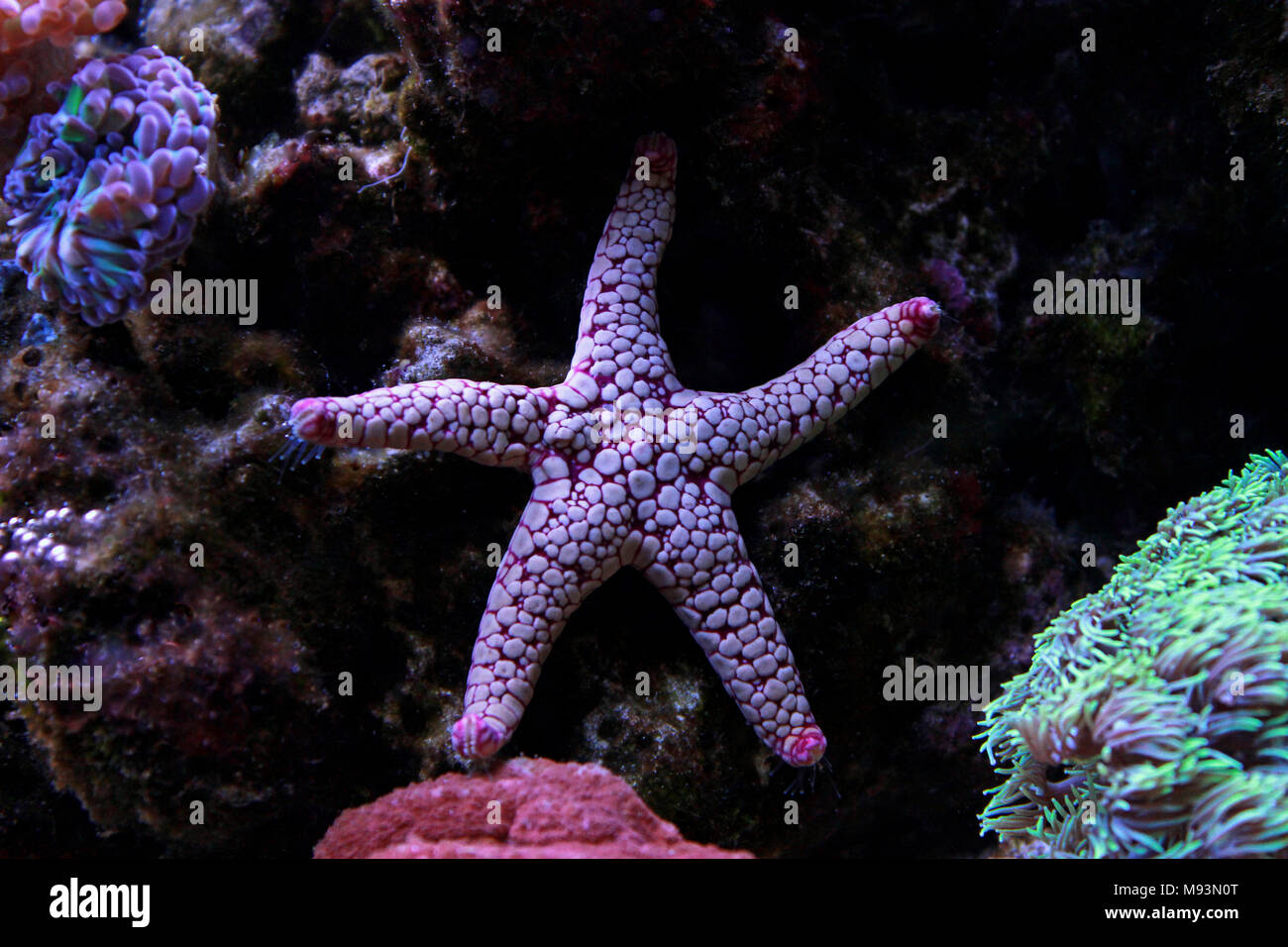 Starfish tank hi-res stock photography and images - Alamy
